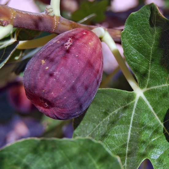 FIG lsu purple – Covingtons