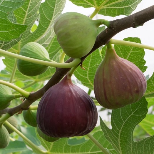 FIG texas everbearing – Covingtons