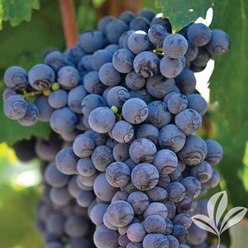 GRAPE fredonia – Covingtons