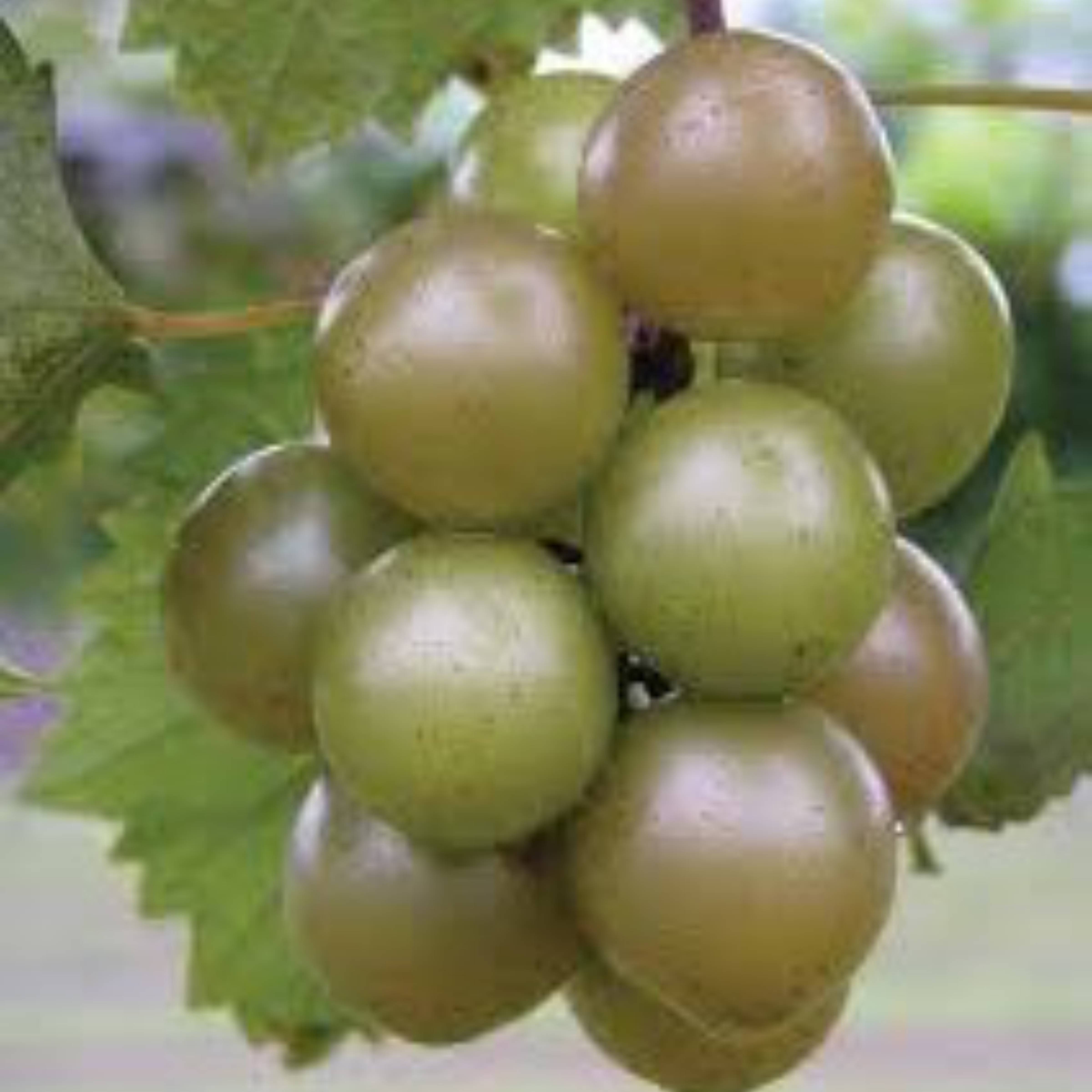 GRAPE MUSCADINE carlos bronze – Covingtons