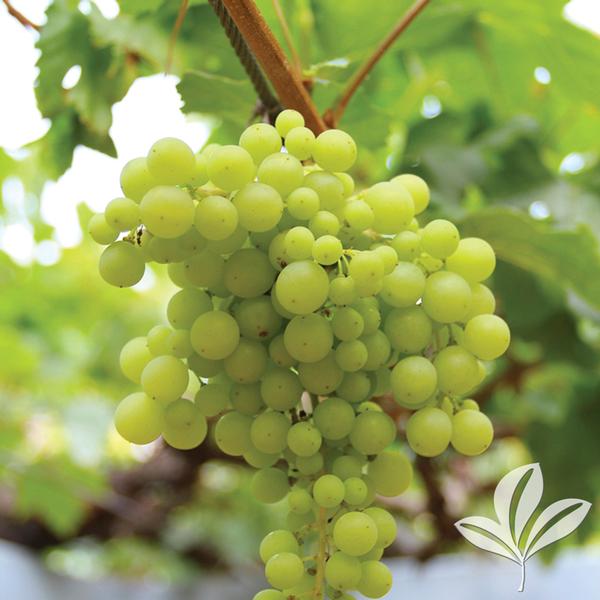 GRAPE neptune seedless – Covingtons