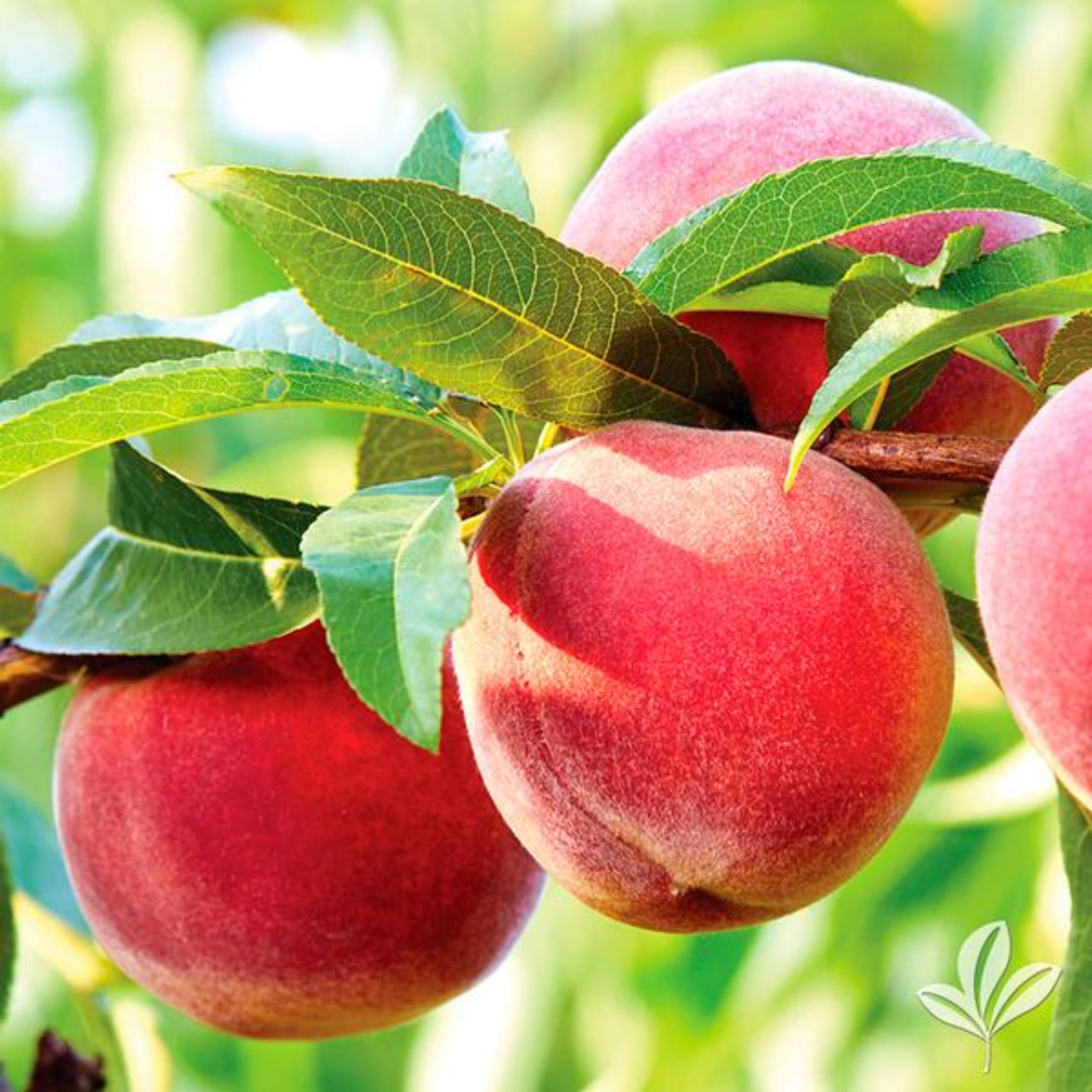 NECTARINE surecrop – Covingtons