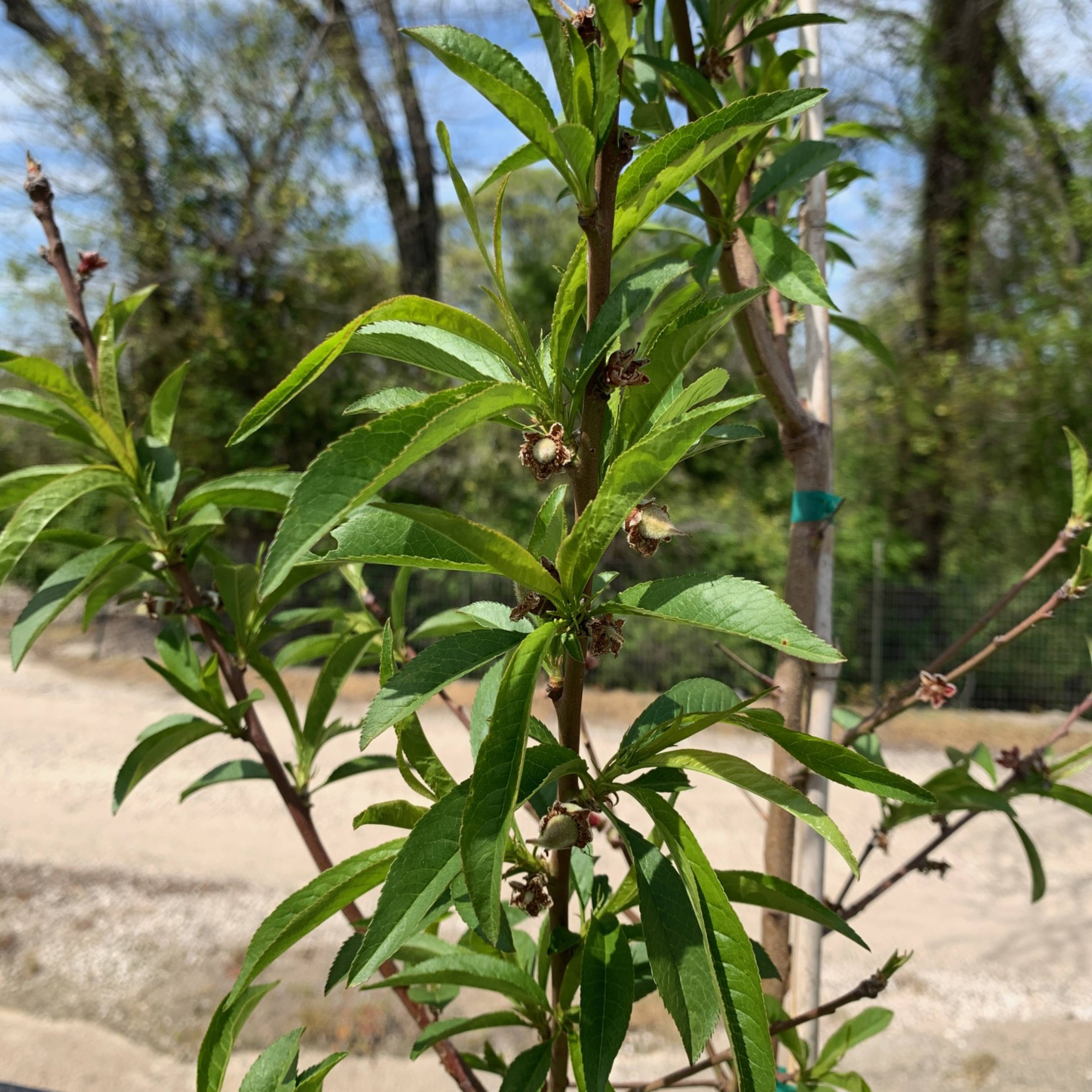 PEACH baby gold – Covingtons