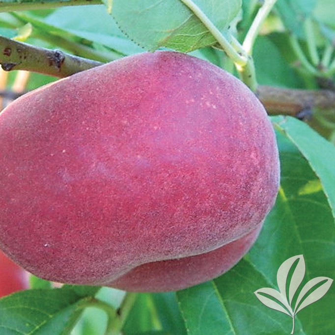 PEACH flat delight one – Covingtons