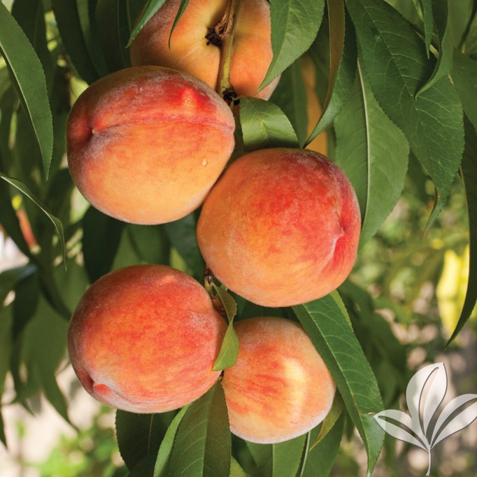 PEACH loring – Covingtons