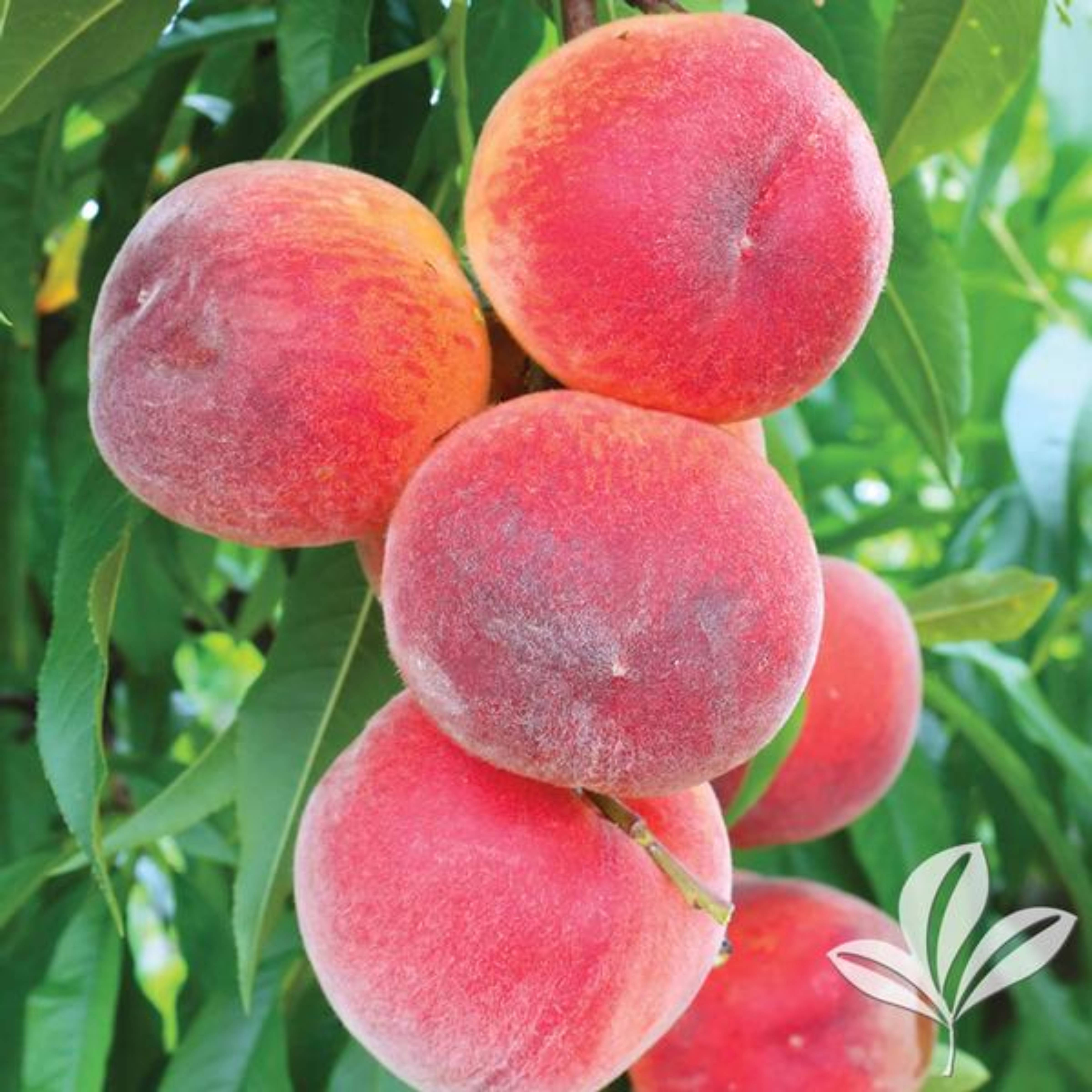 PEACH red haven – Covingtons