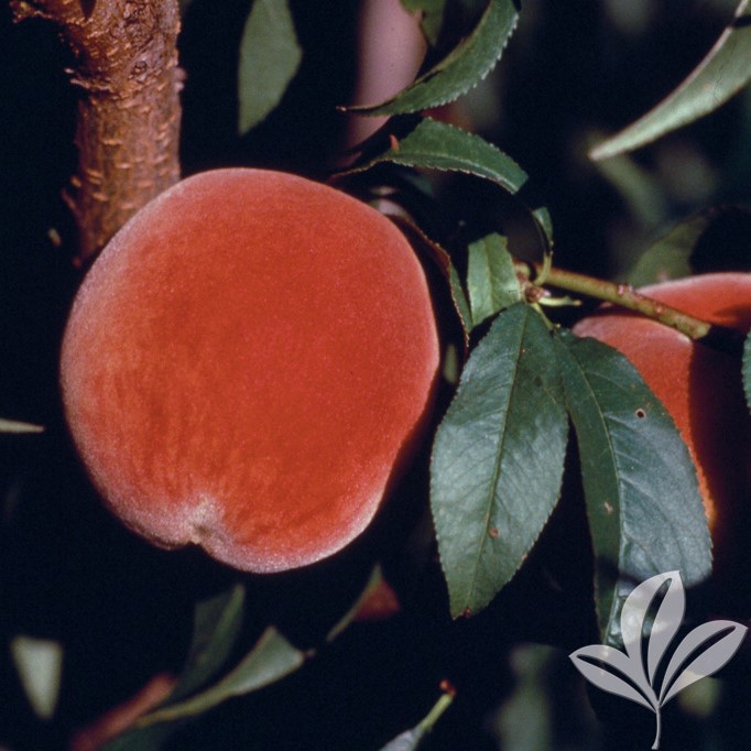 PEACH redskin – Covingtons