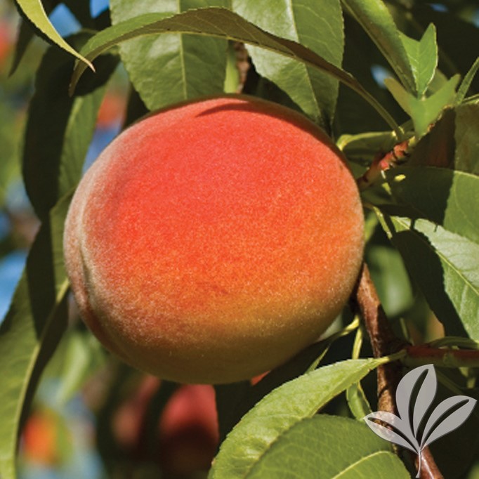 PEACH sentinel – Covingtons