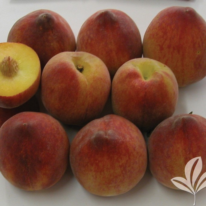 PEACH tex star – Covingtons