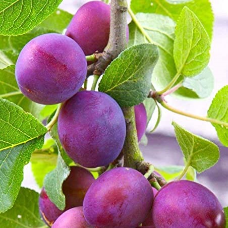 PLUM methley – Covingtons