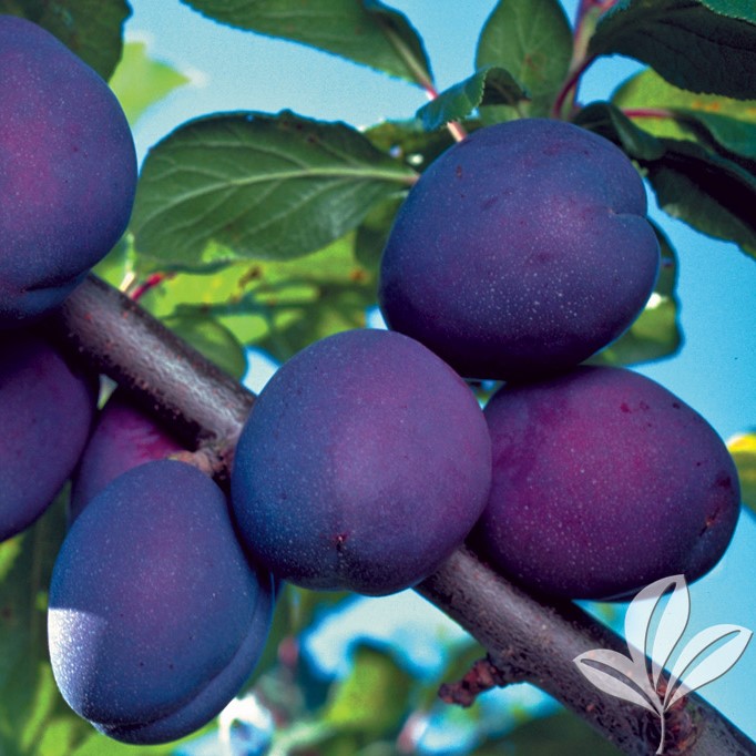 PLUM morris – Covingtons