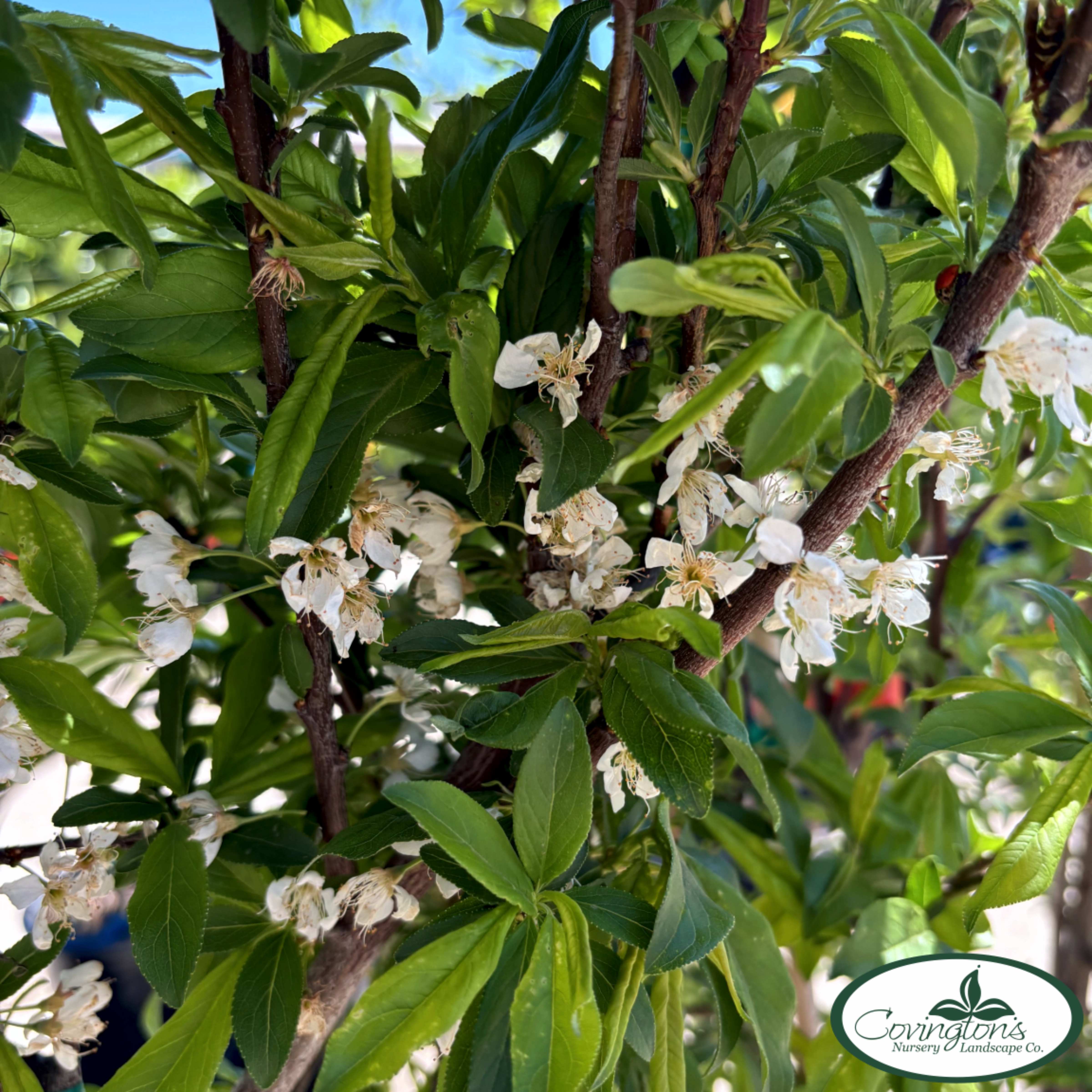 PLUOT flavor queen – Covingtons