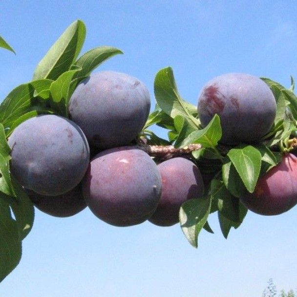 PLUMCOT spring satin – Covingtons