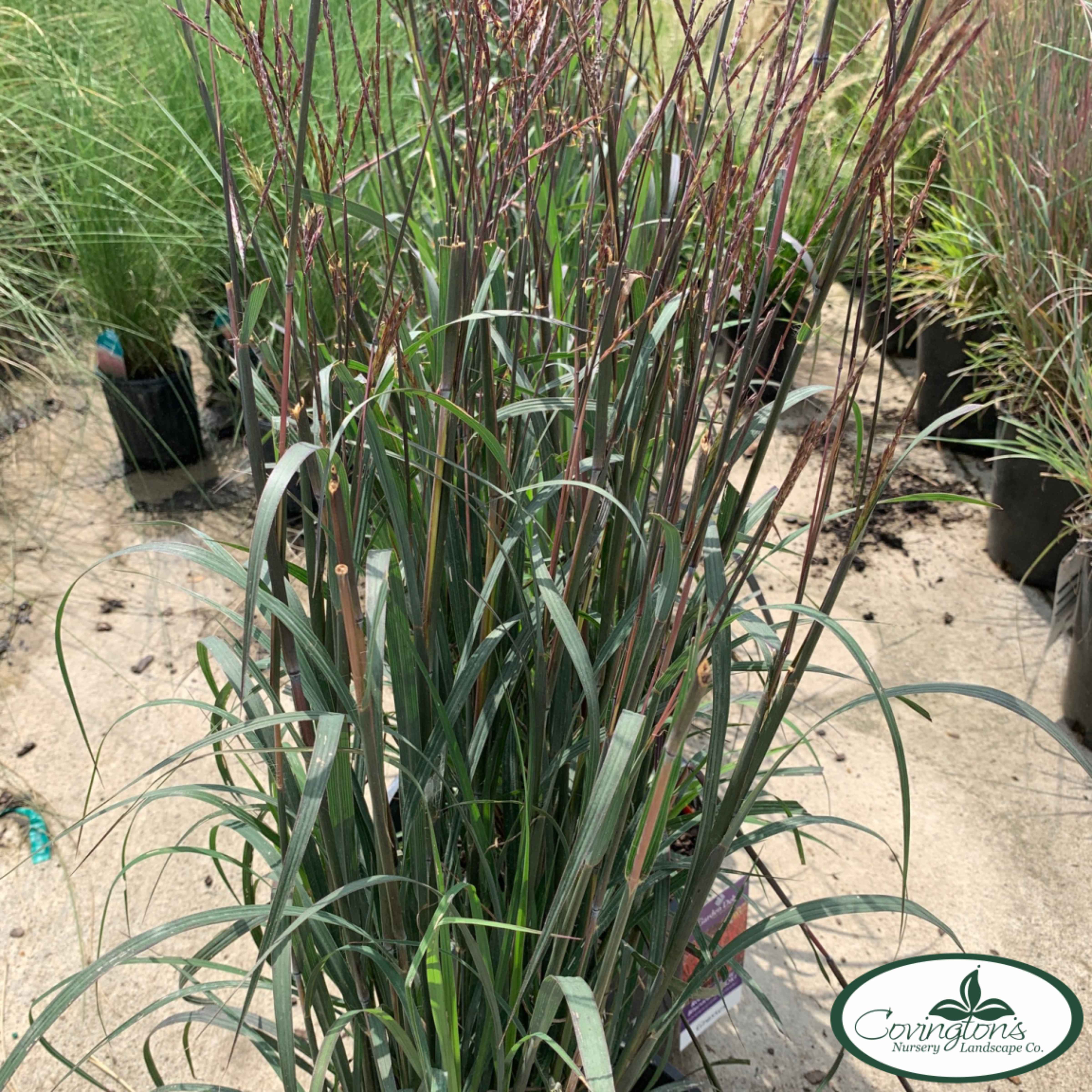 GRASS red october big bluestem – Covingtons