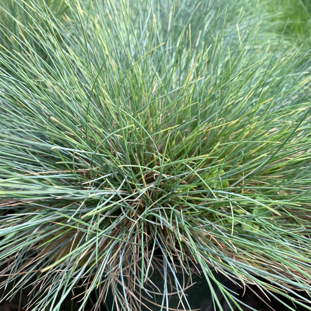 GRASS blue fescue boulder blue – Covingtons