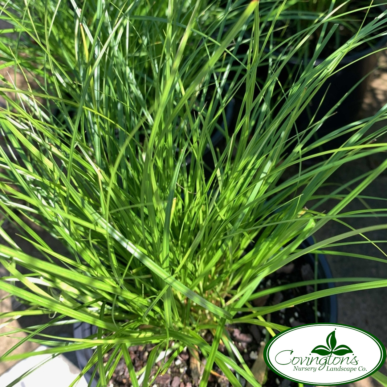 GRASS carex berkeley sedge – Covingtons