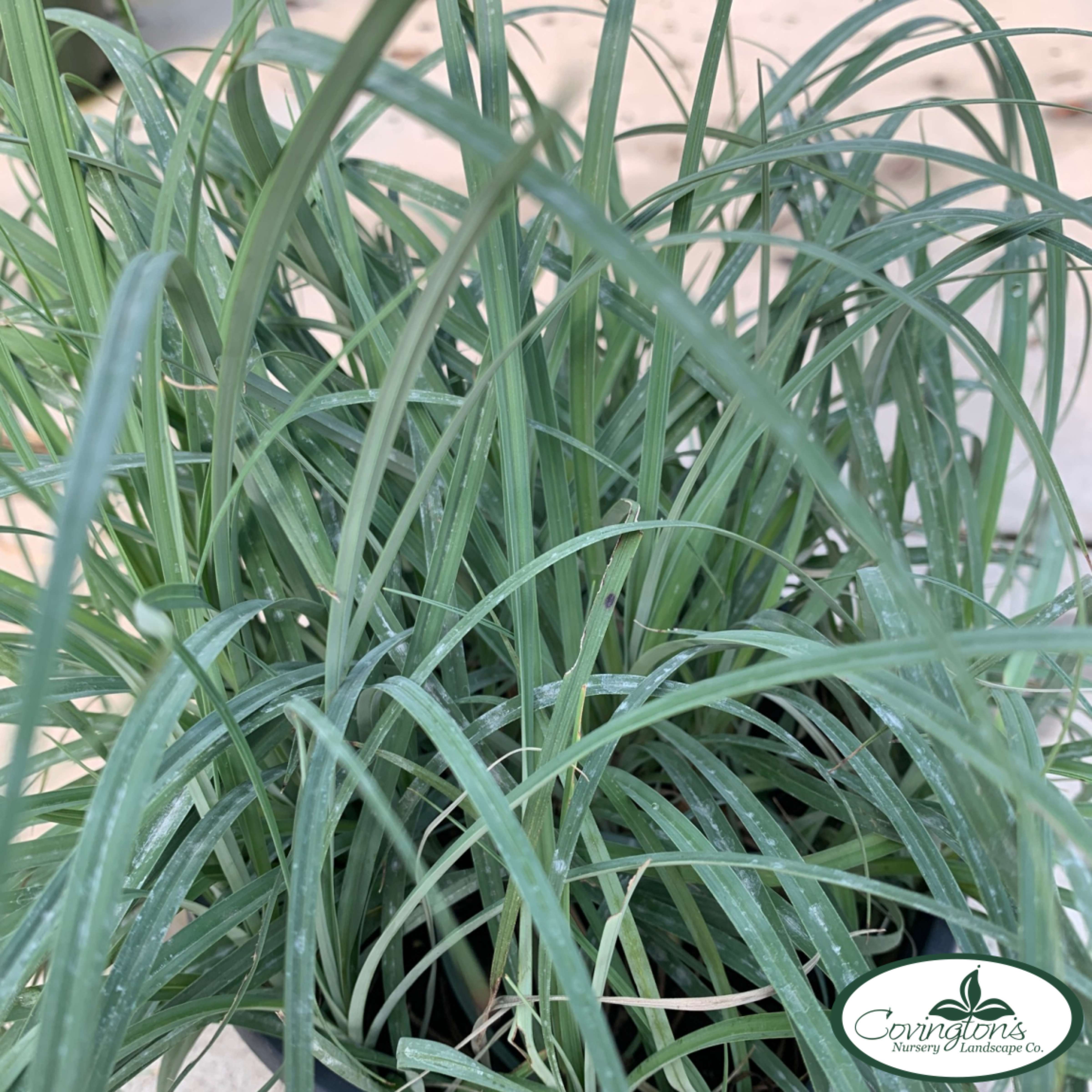 GRASS carex blue zinger – Covingtons