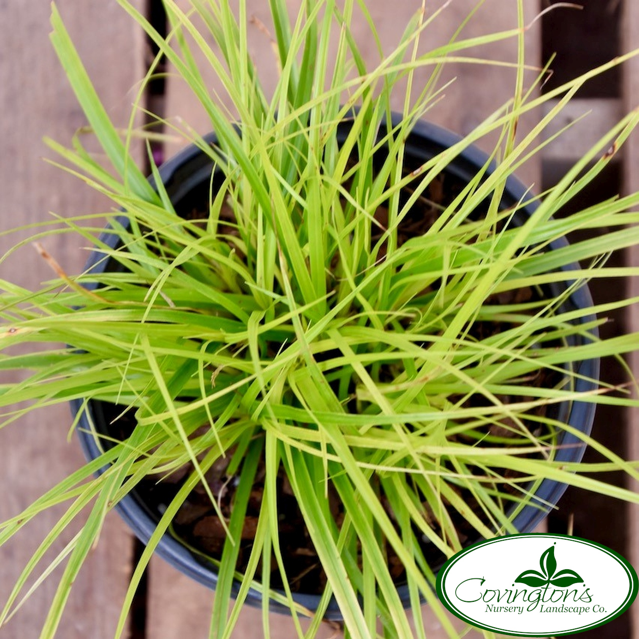 GRASS carex everillo – Covingtons