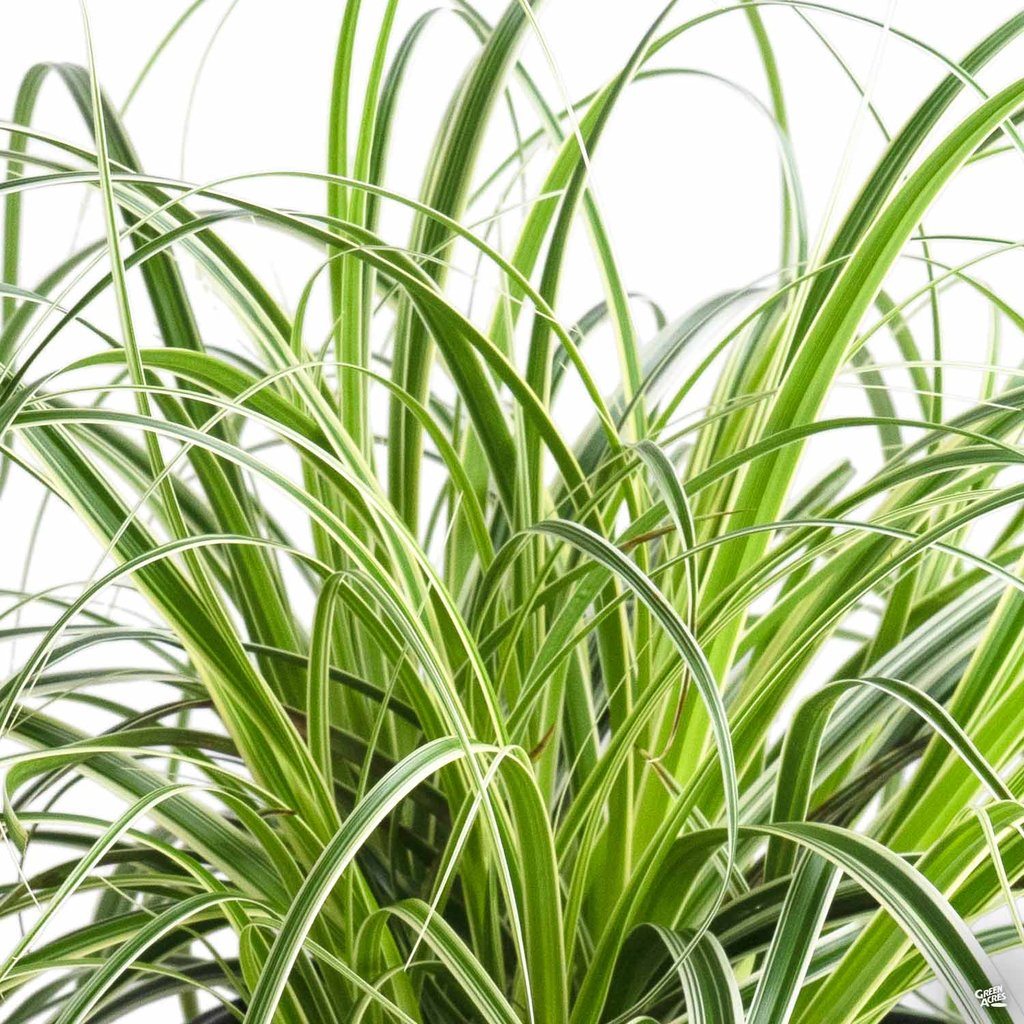 GRASS carex feather falls – Covingtons