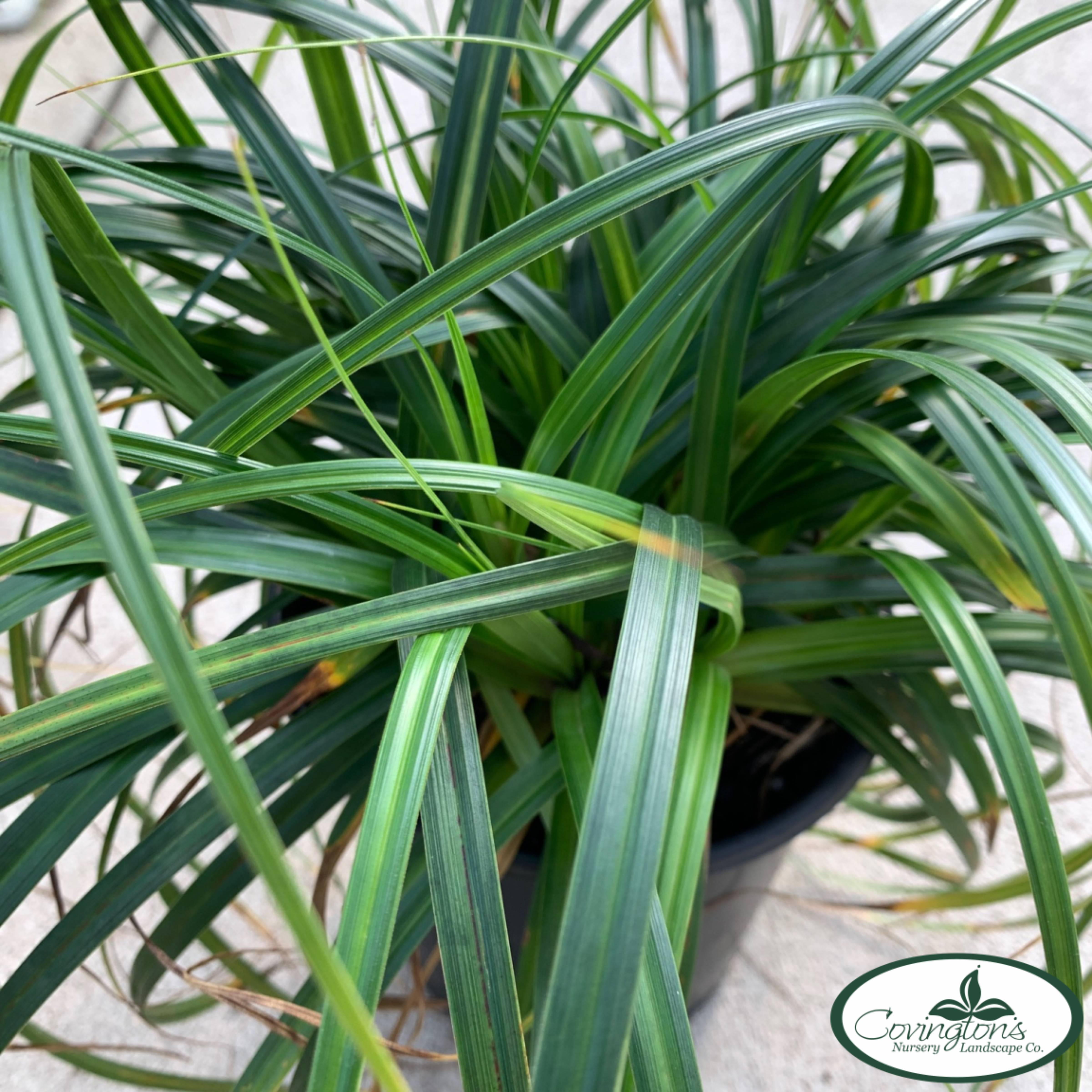 GRASS carex ribbon falls™ – Covingtons