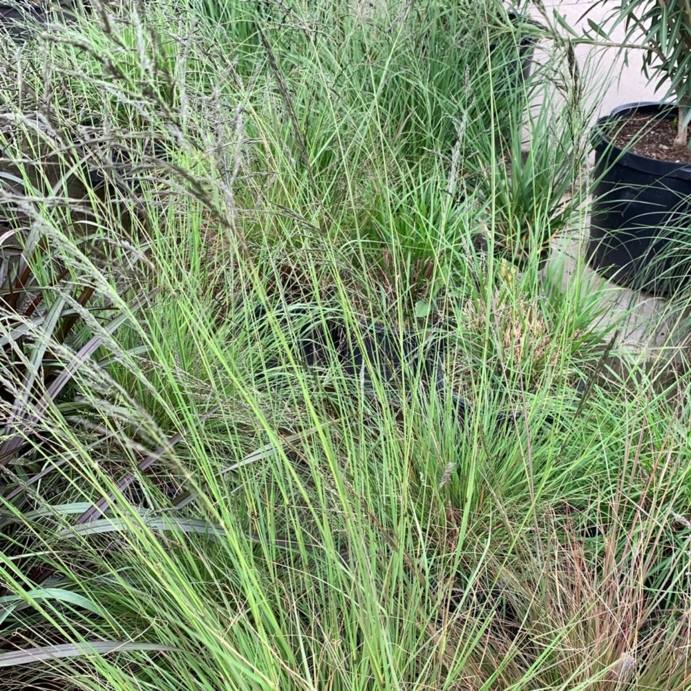 GRASS weeping love – Covingtons