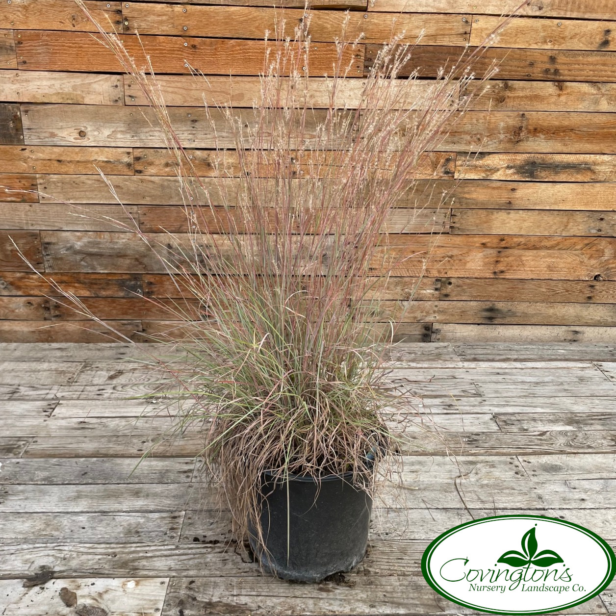GRASS little bluestem prairie – Covingtons
