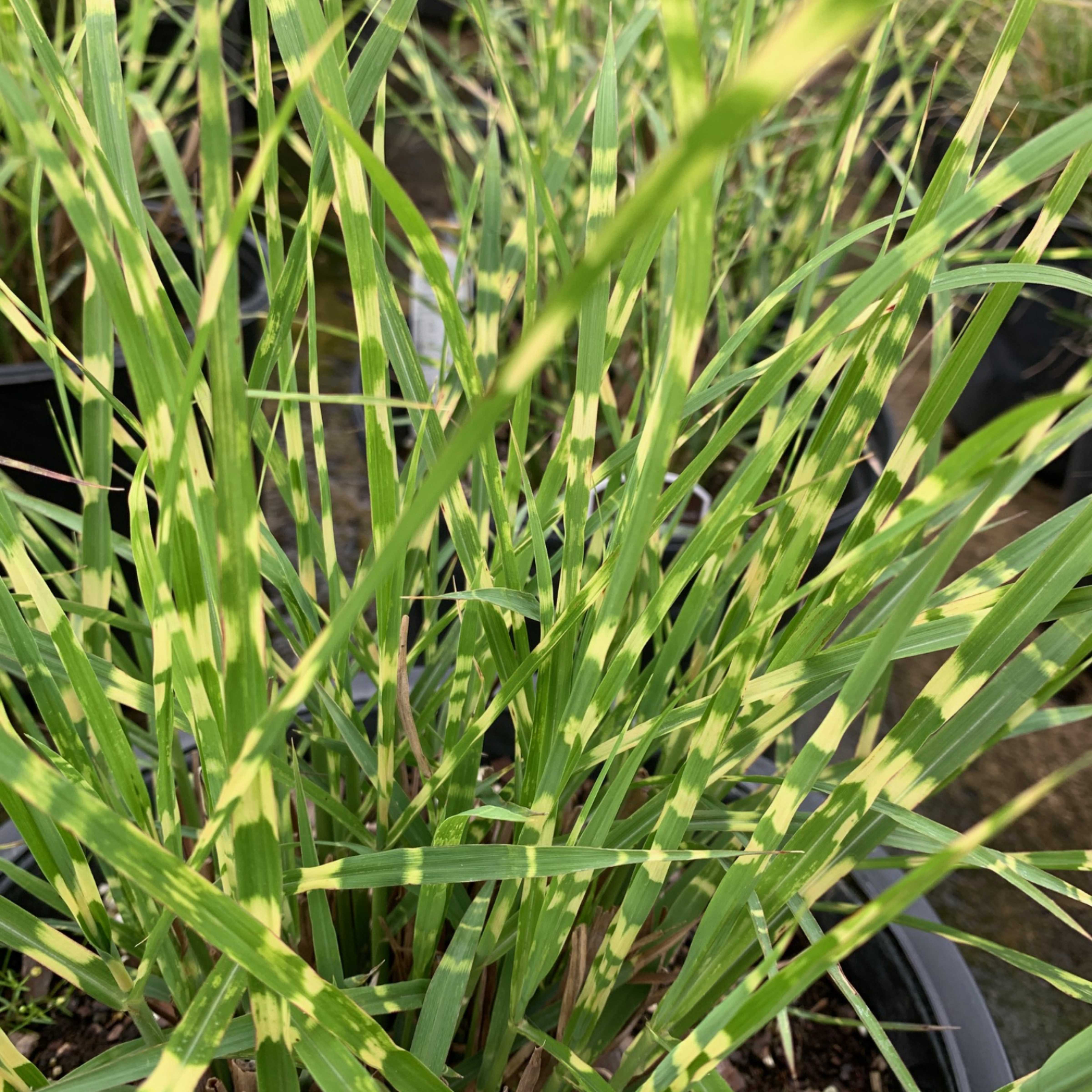 GRASS miscanthus gold breeze – Covingtons