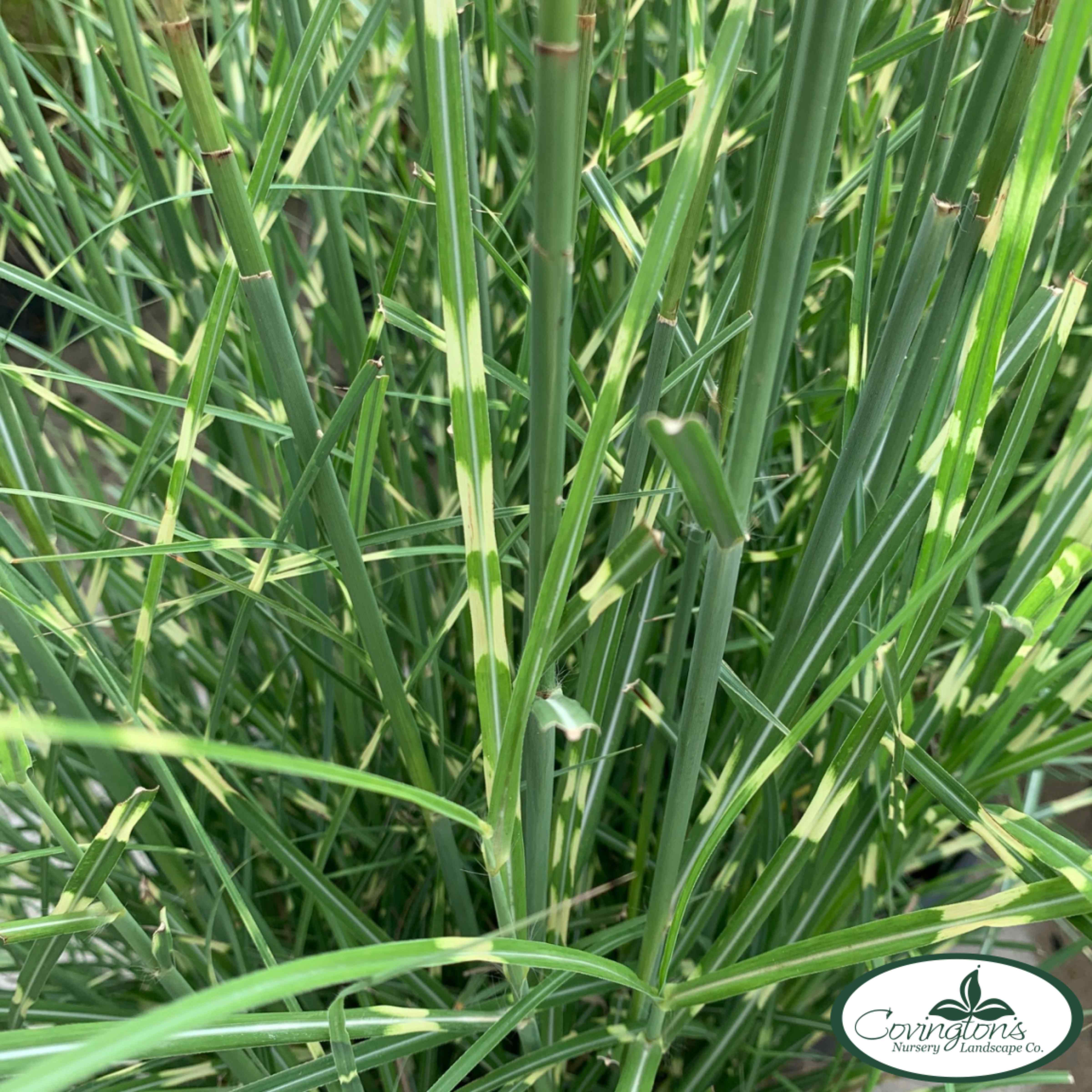 GRASS little zebra – Covingtons