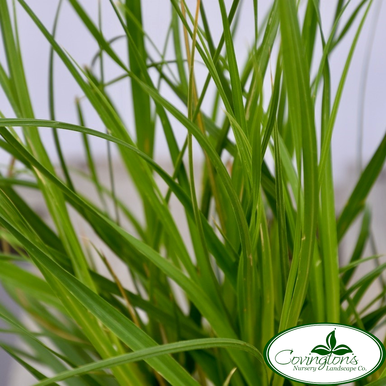 GRASS pampas ivory feathers® – Covingtons