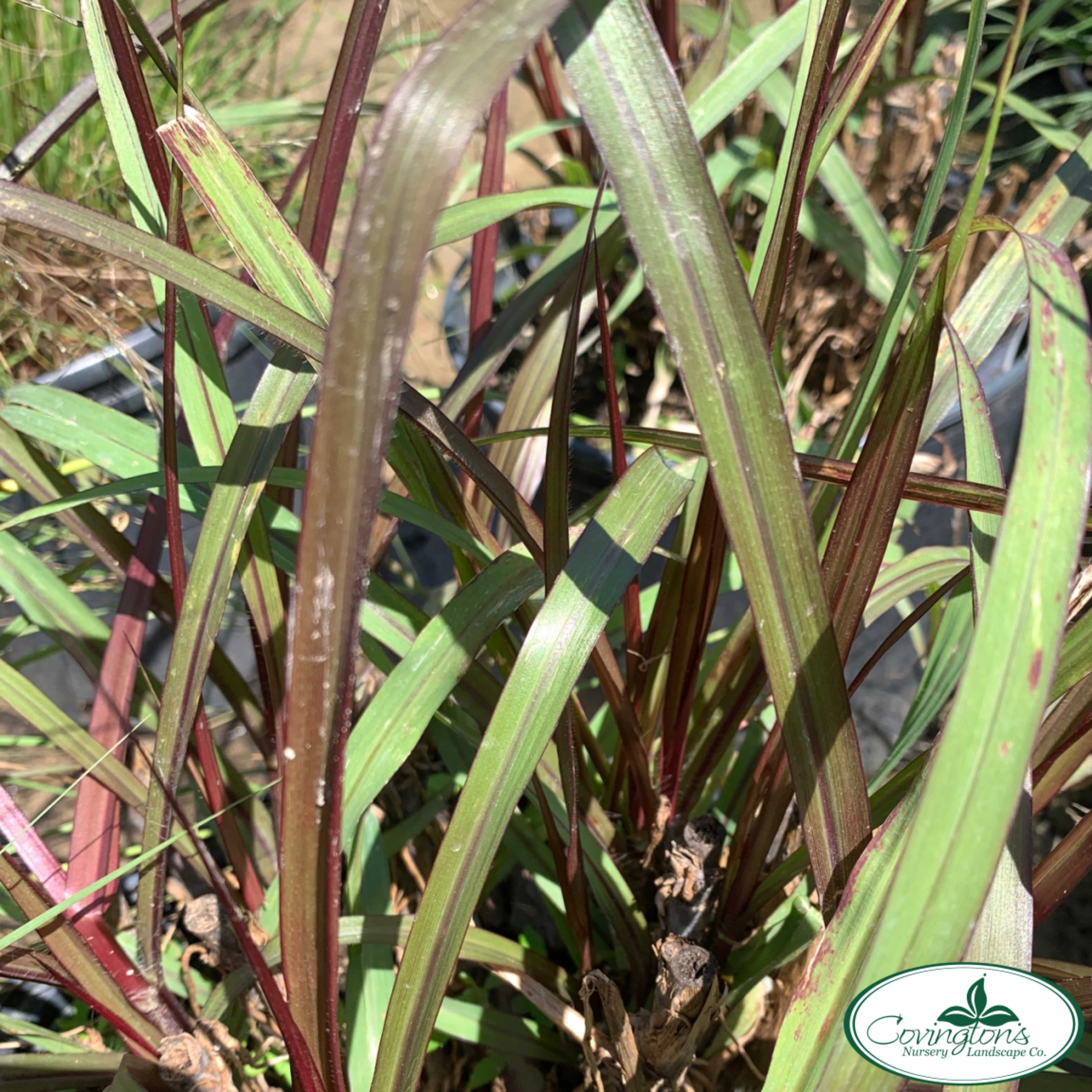 GRASS regal princess – Covingtons