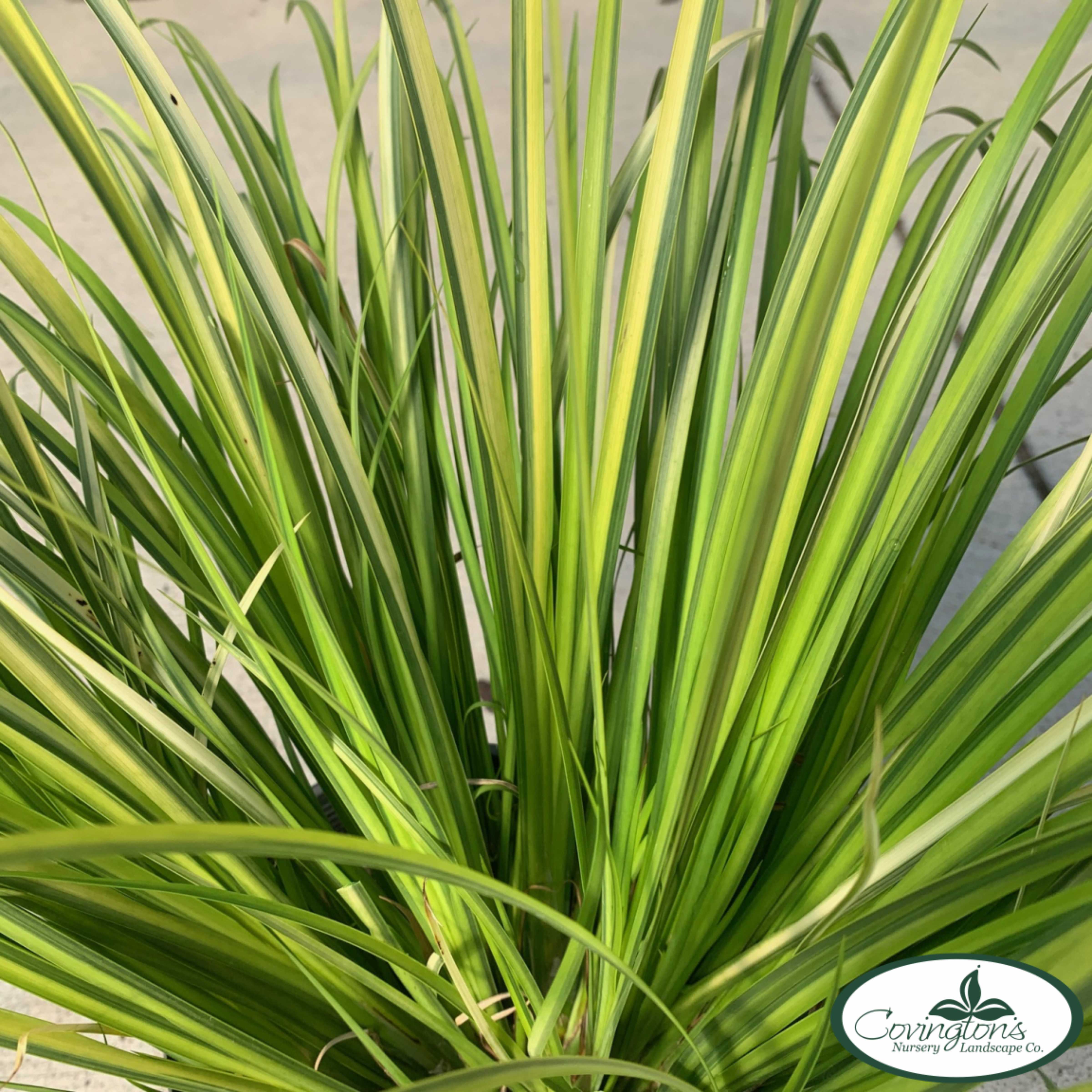 GRASS golden var. sweet flag – Covingtons