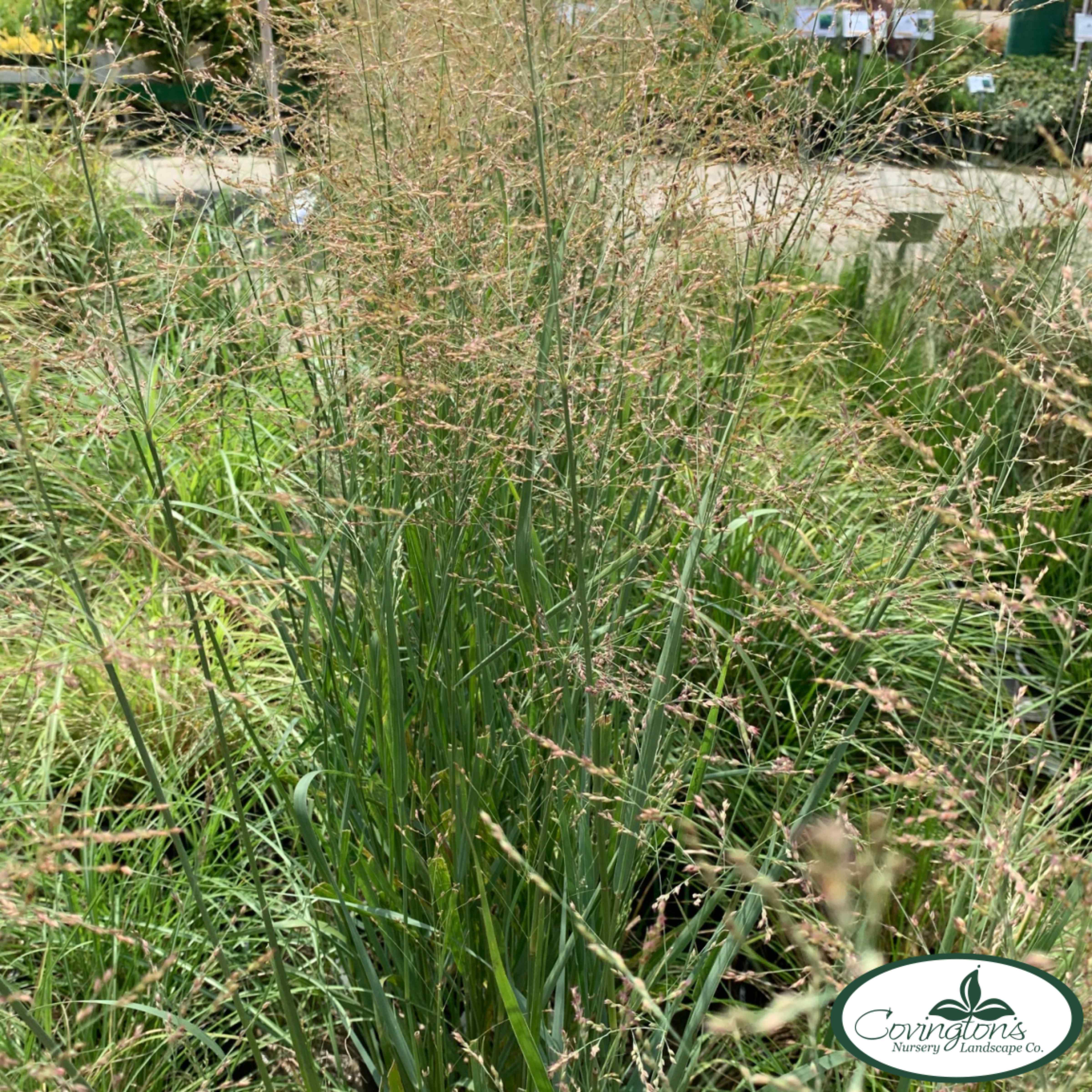 GRASS switchgrass northwind – Covingtons