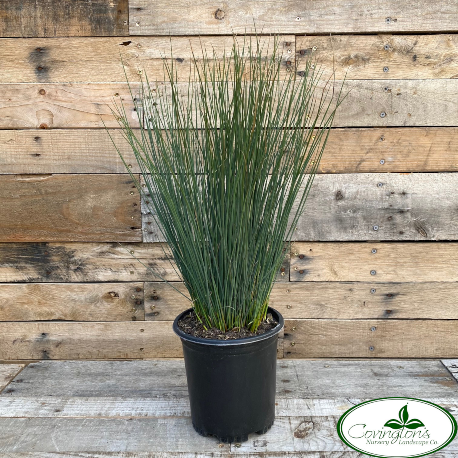 JUNCUS blue dart – Covingtons