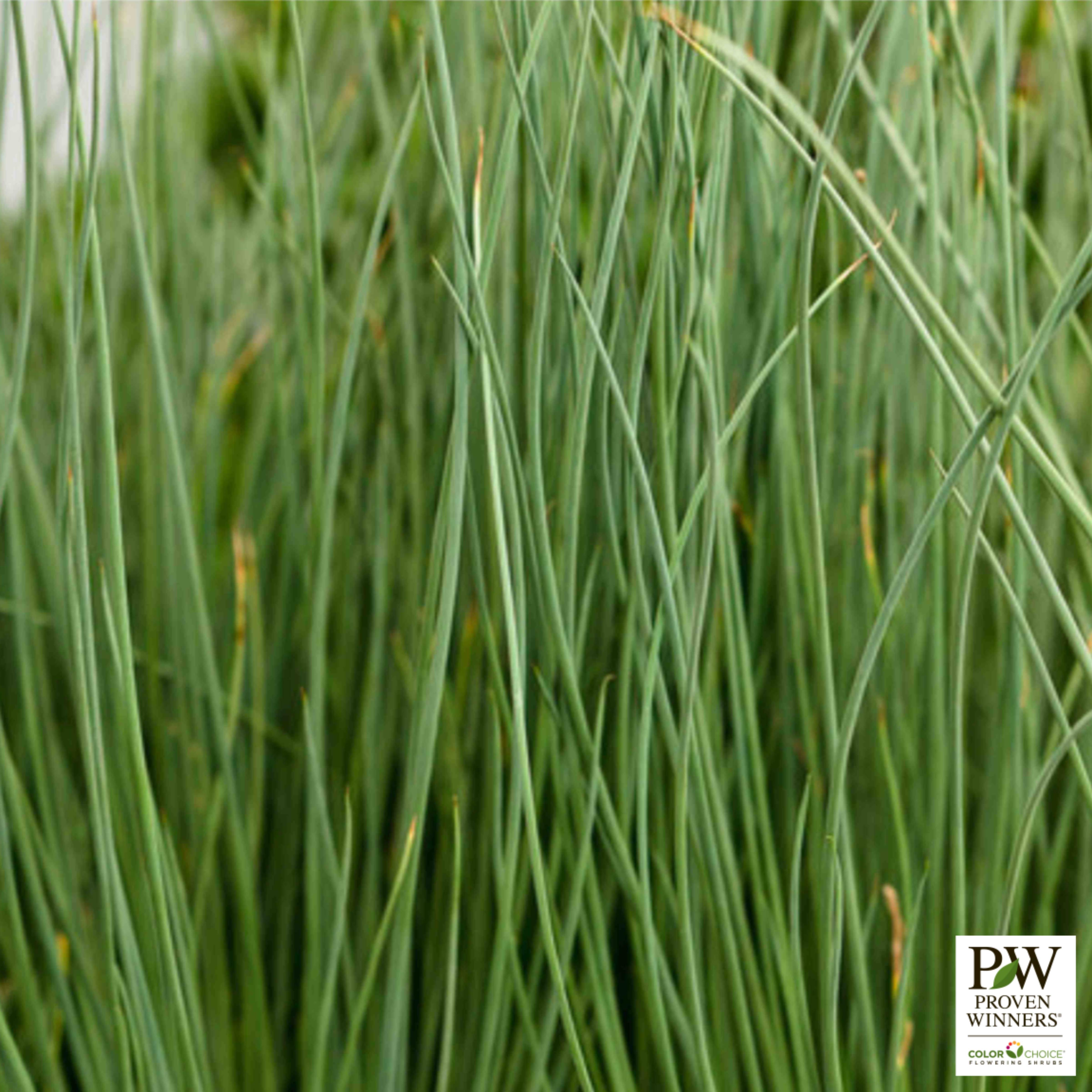 JUNCUS blue mohawk® – Covingtons