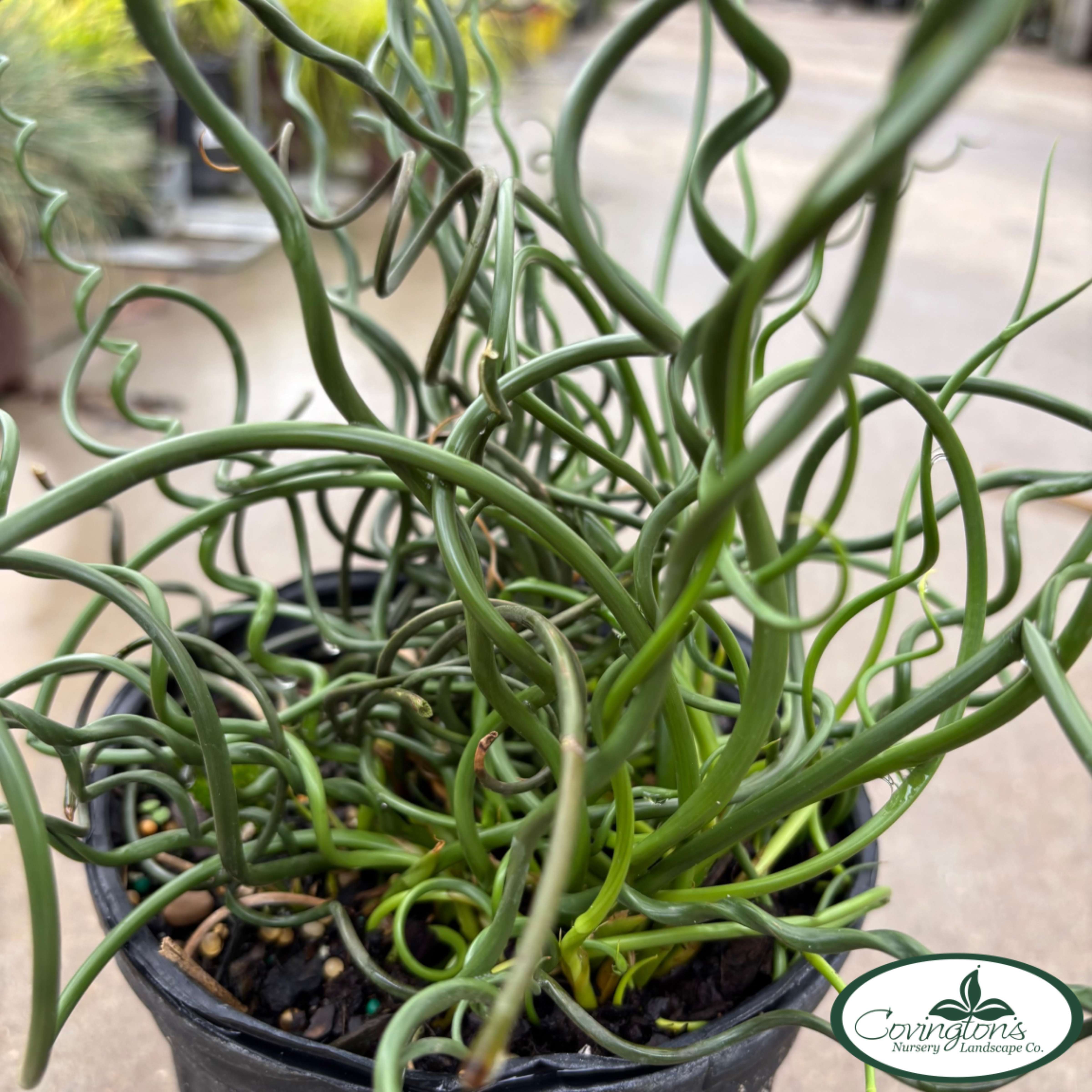 JUNCUS corkscrew rush – Covingtons