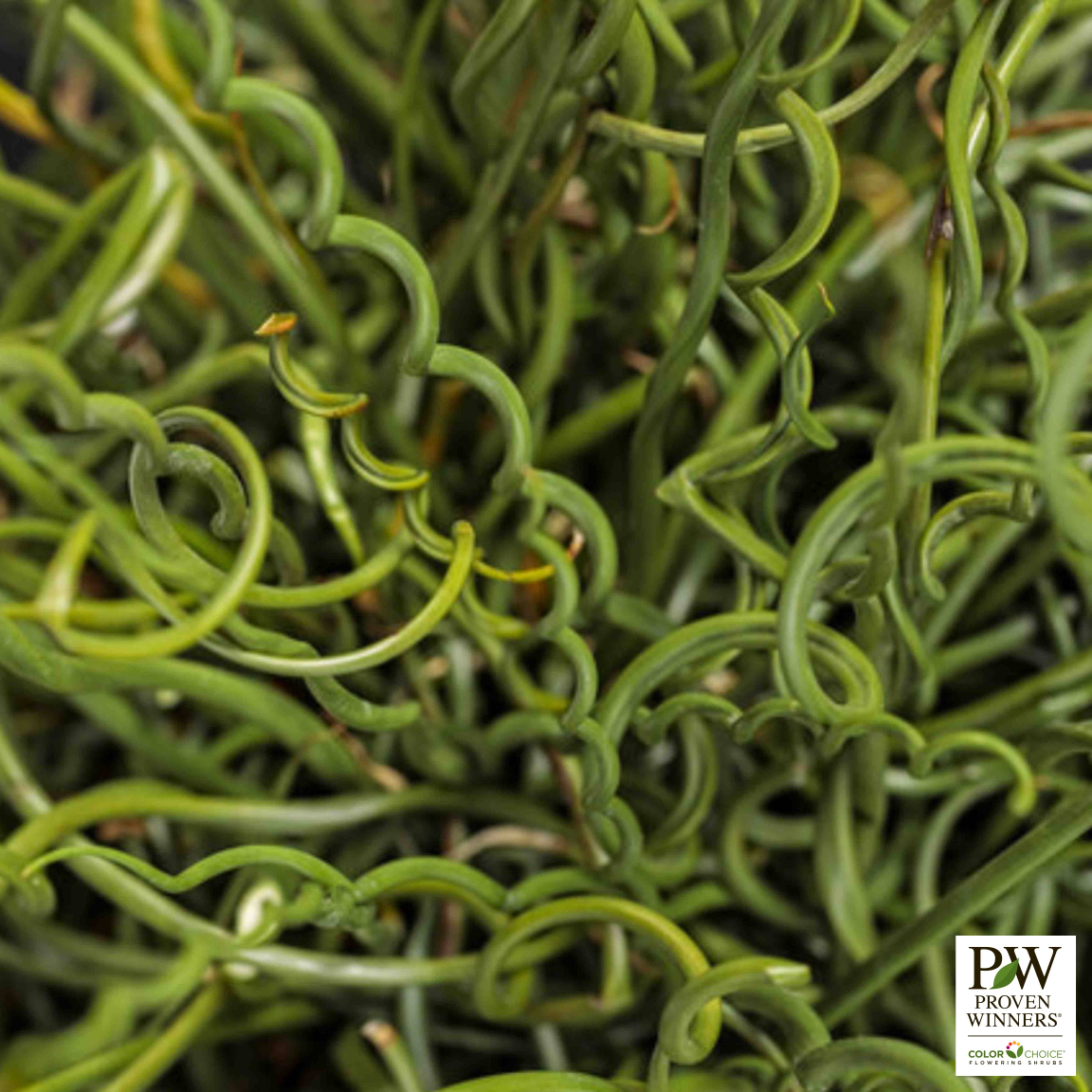 JUNCUS curly wurly® – Covingtons