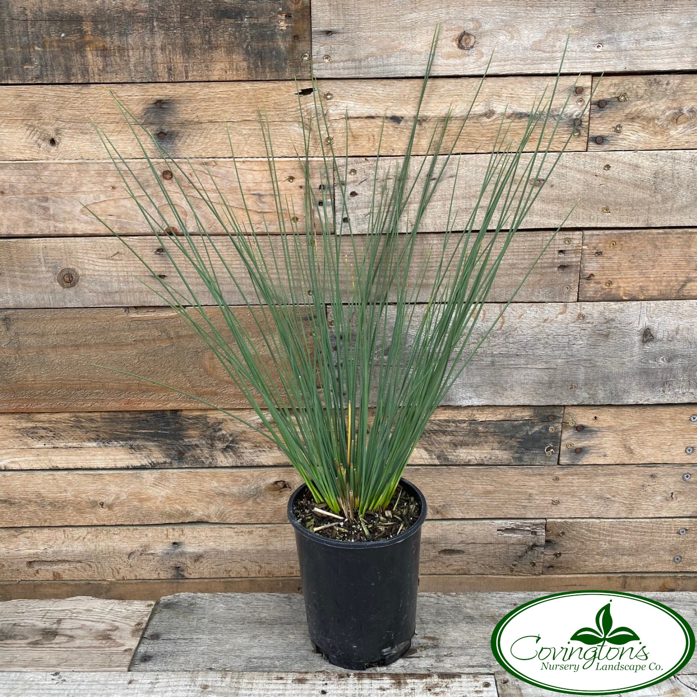 JUNCUS elk blue – Covingtons