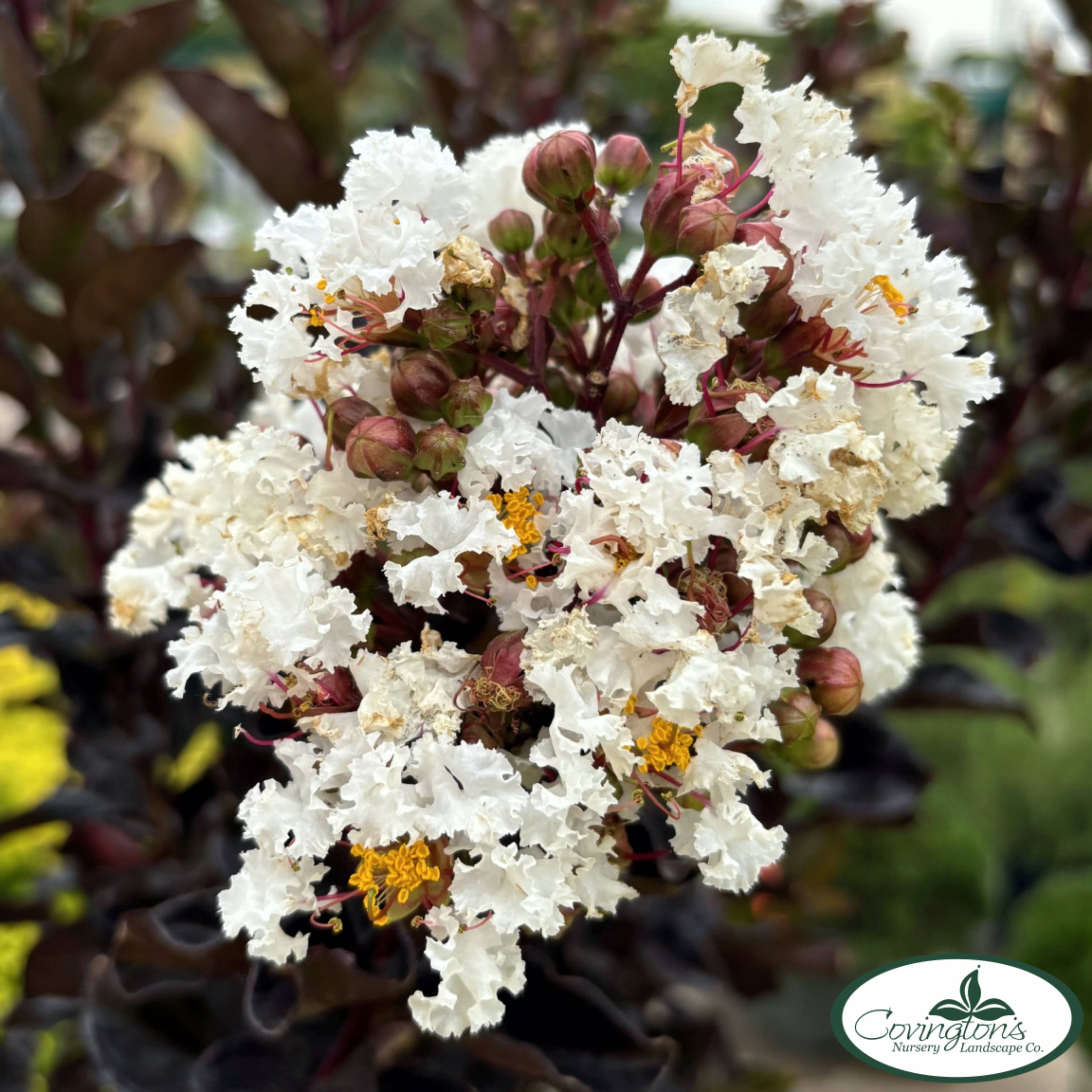 CRAPE MYRTLE summer cocnut std – Covingtons
