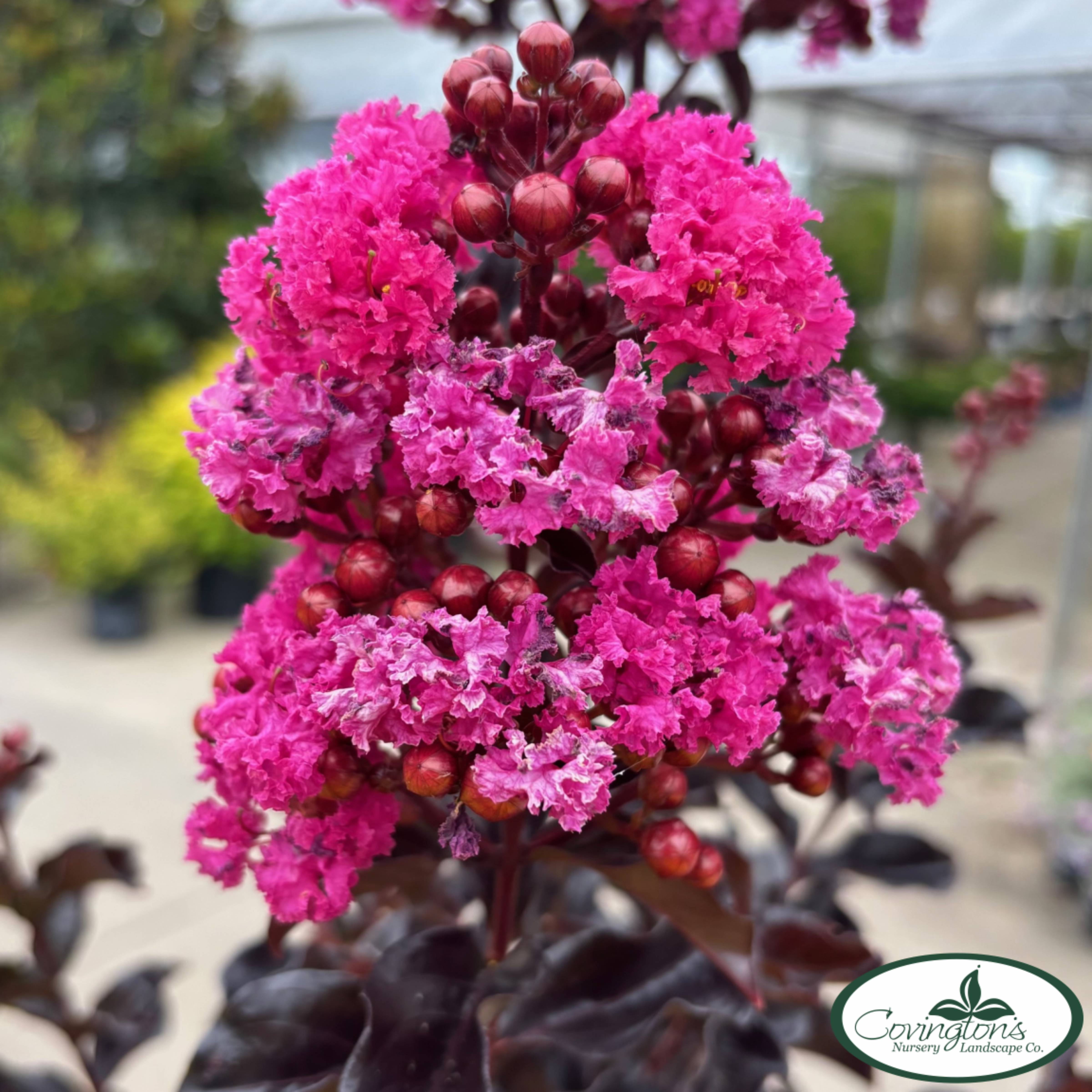 CRAPE MYRTLE summer rasp. std. – Covingtons