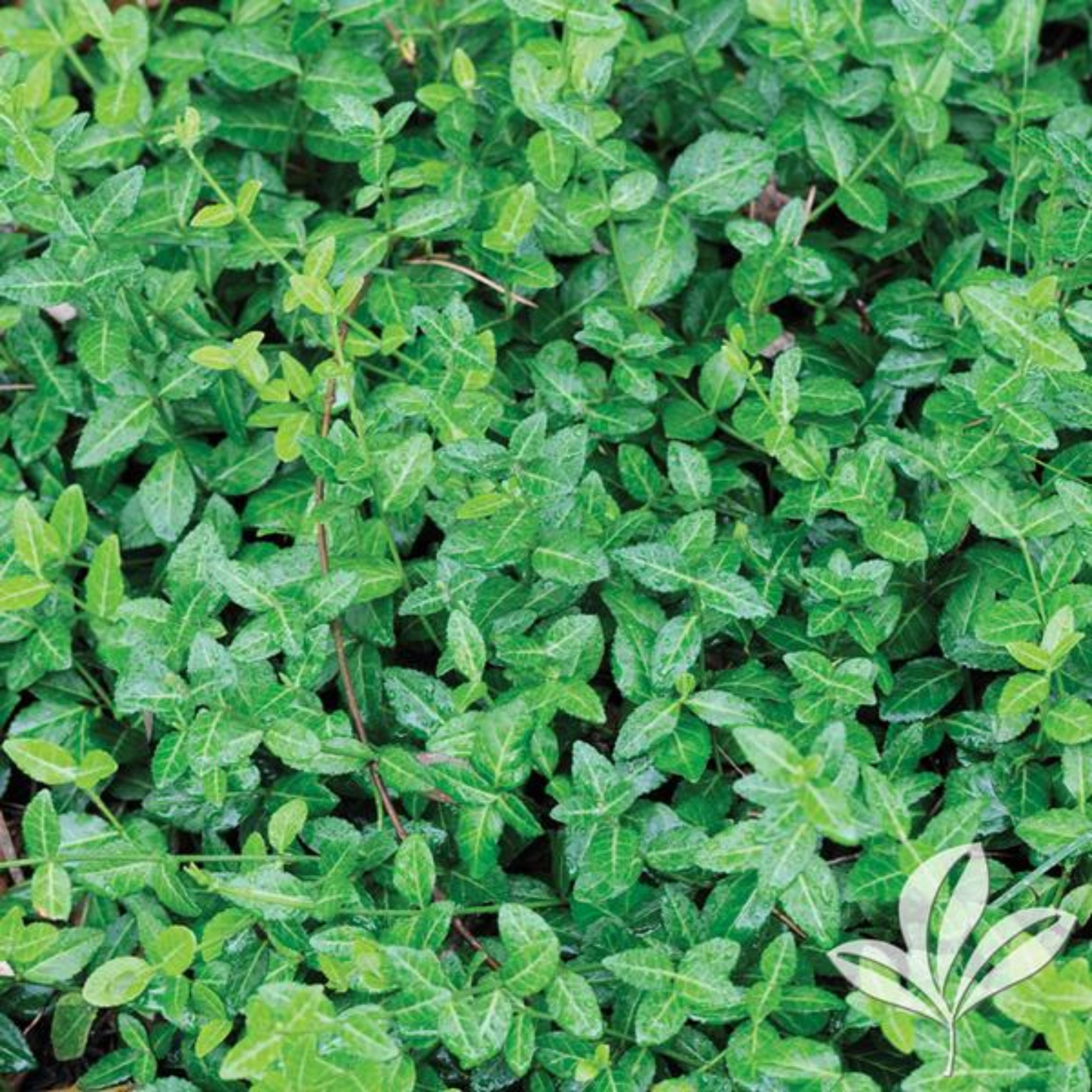 WINTERCREEPER purple – Covingtons