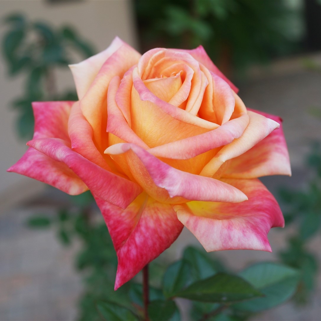 ROSE ARIZONA – Covingtons