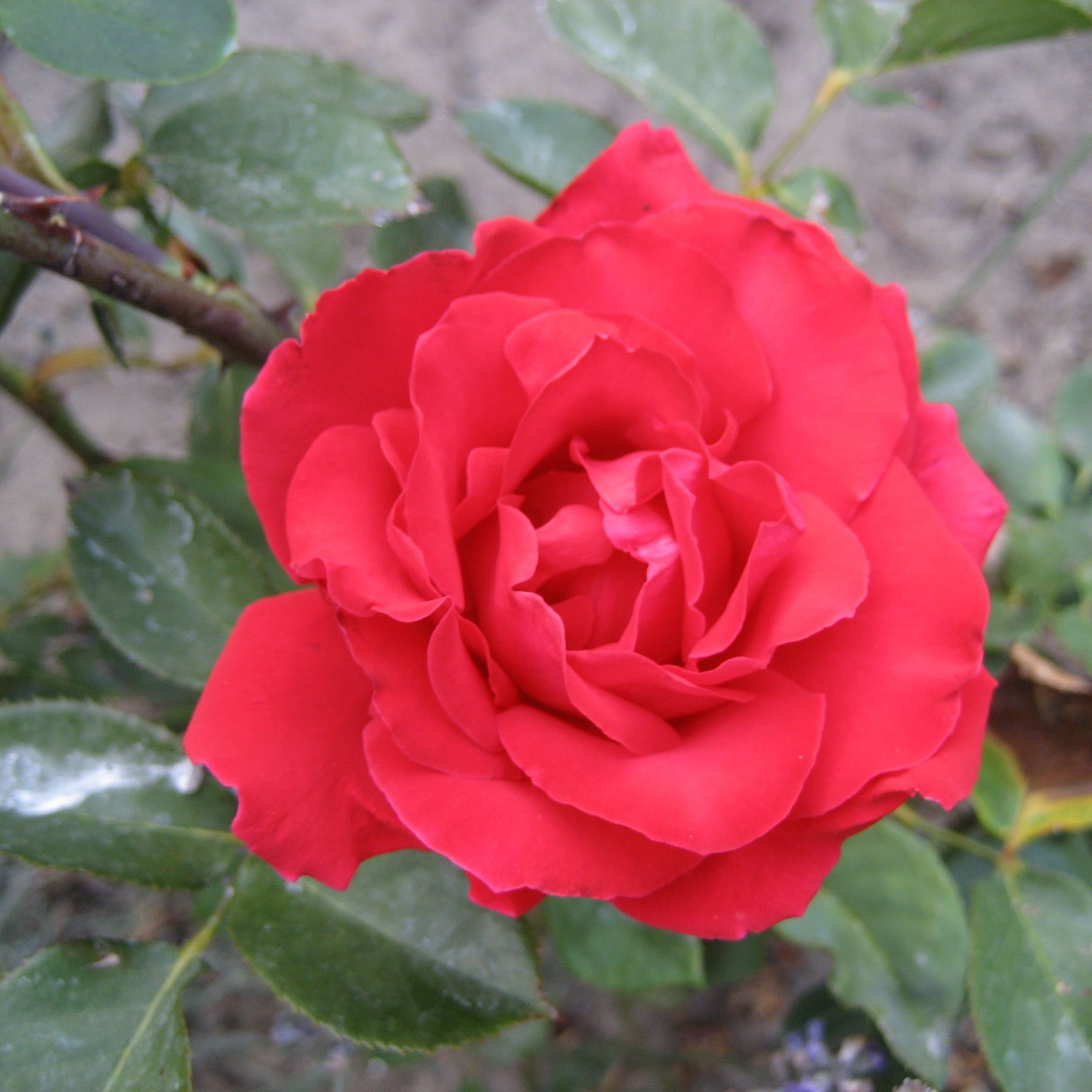 ROSE CHRISTIAN DIOR – Covingtons