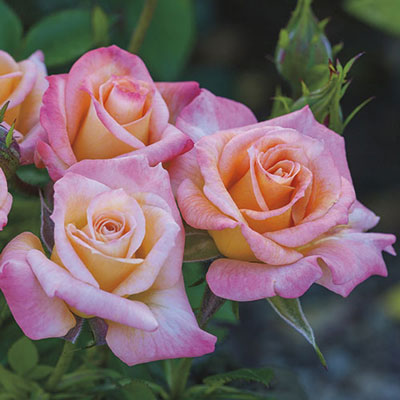 ROSE CUTIE PIE™ – Covingtons