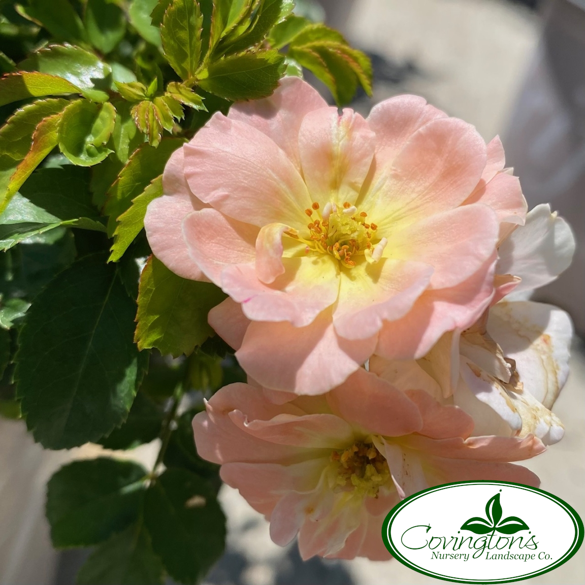 ROSE DRIFT® PEACH – Covingtons