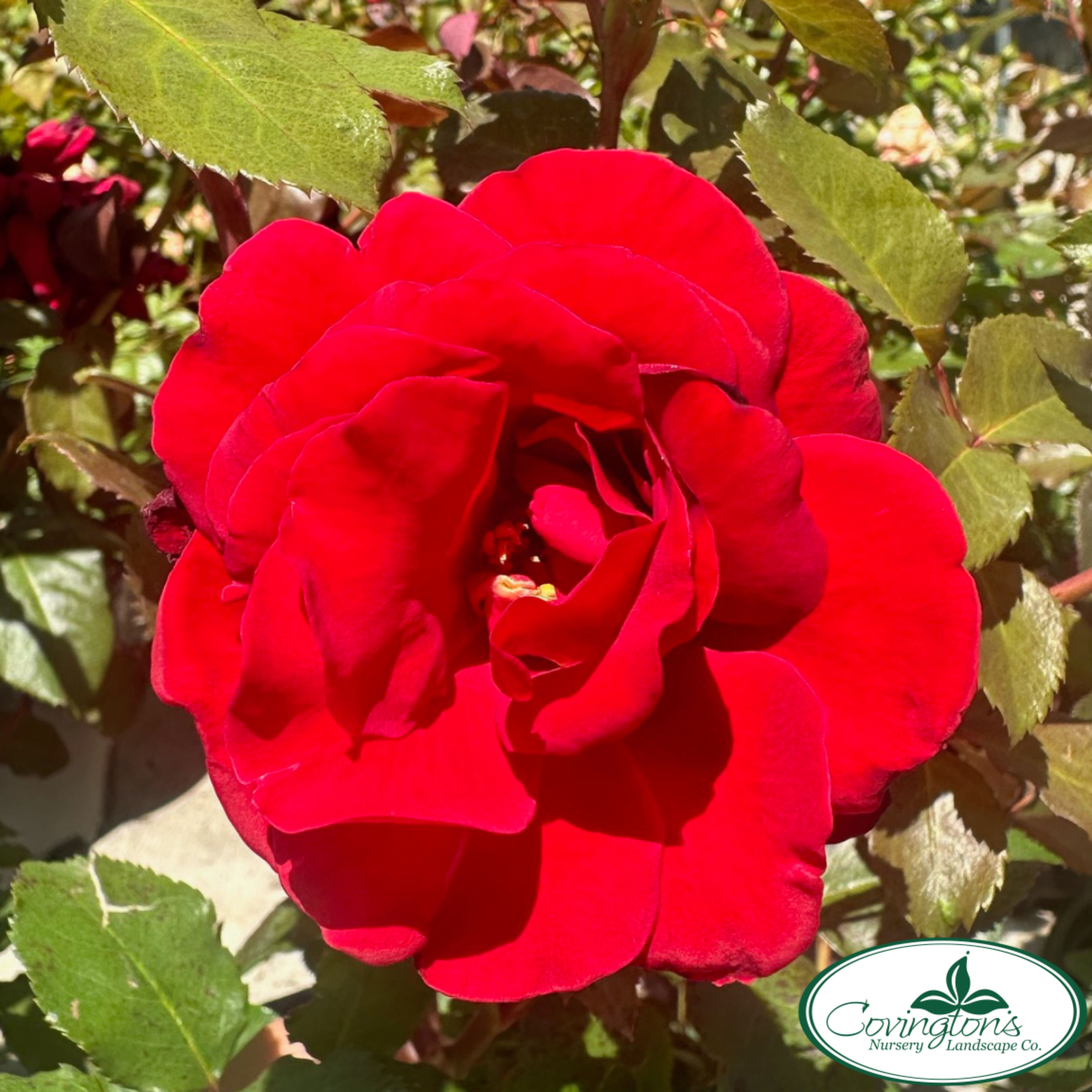 ROSE FIREFIGHTER® PATIO TREE – Covingtons