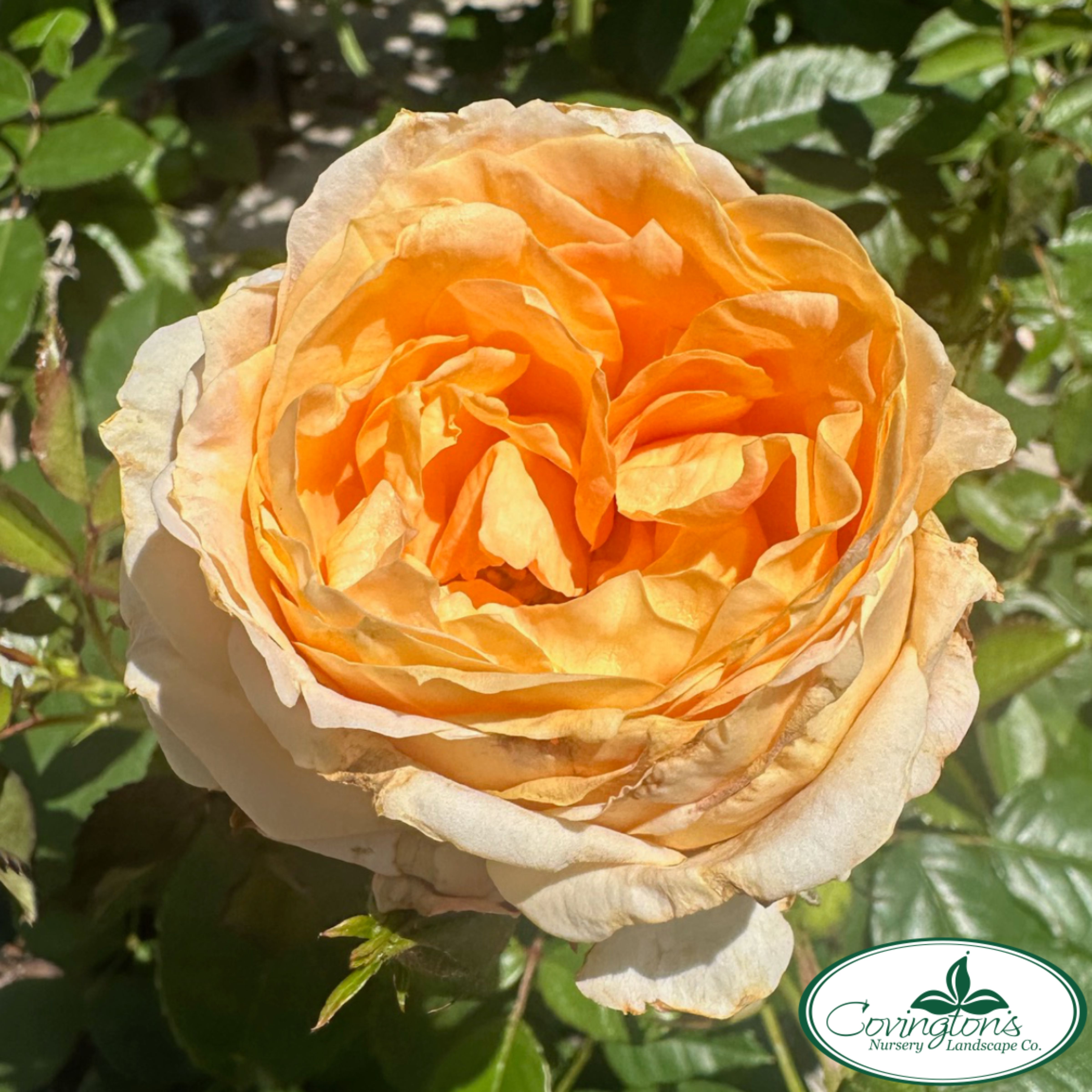 ROSE FOREVER AMBER™ – Covingtons
