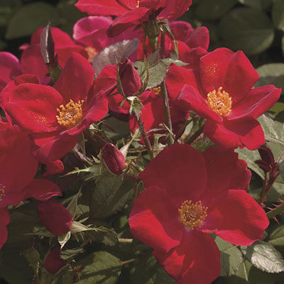 ROSE HOME RUN® – Covingtons