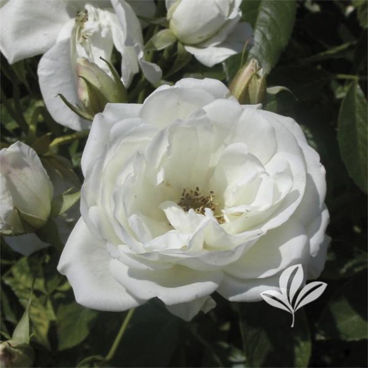 ROSE ICEBERG CLIMBING – Covingtons