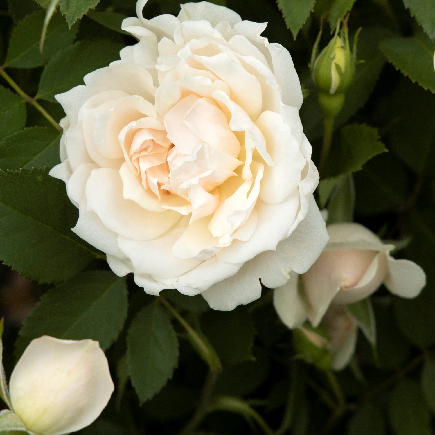 ROSE ICECAP™ – Covingtons