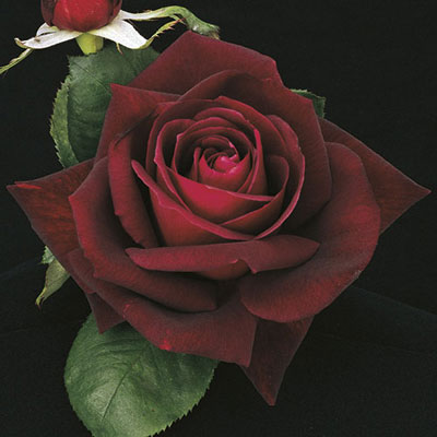 ROSE INK SPOTS – Covingtons